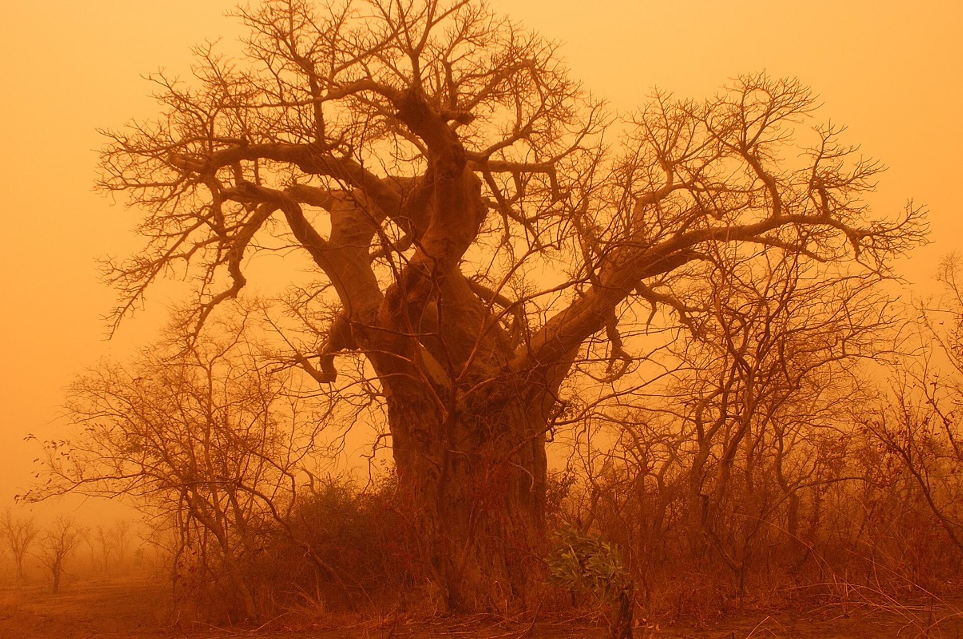 Supporting Benin to protect its environment | Inter-Parliamentary Union